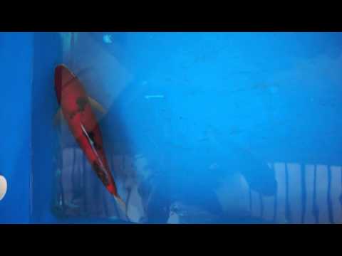 Complete Guide to Bekko Koi (Facts & Pics) - Pond Informer