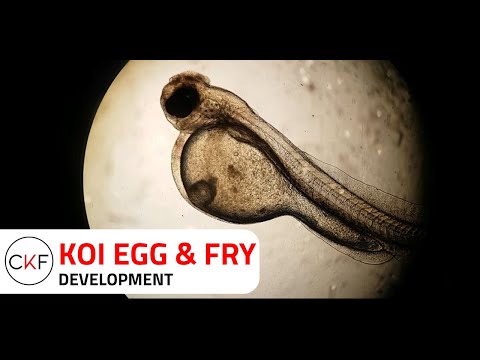 What Do Koi Fish Eggs Look Like? (Pics & Facts) - Pond Informer