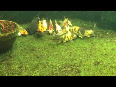 Guide to Koi Behaviors - What Do They Mean? - Pond Informer