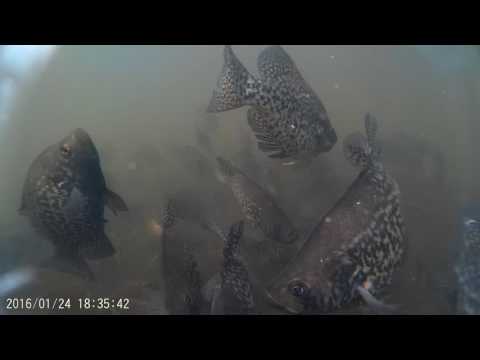 What Food Should You Feed Crappie in Ponds? (Crappie Food Guide) - Pond ...