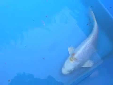 Complete Guide to Ghost Koi (What Are They?) - Pond Informer