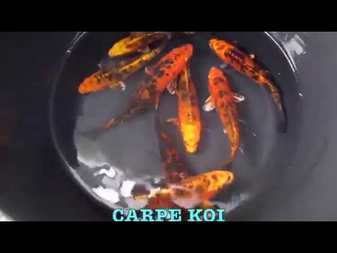 Complete Guide to Bekko Koi (Facts & Pics) - Pond Informer