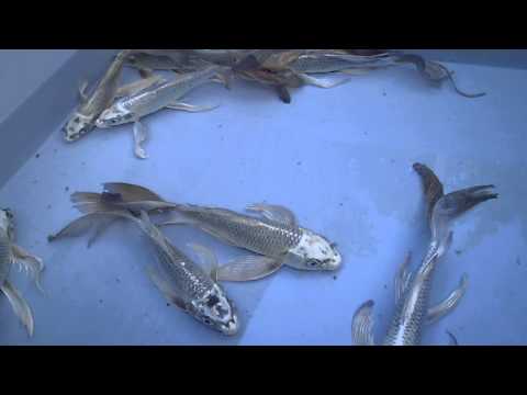 Complete Guide to Ghost Koi (What Are They?) - Pond Informer