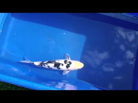Complete Guide to Bekko Koi (Facts & Pics) - Pond Informer
