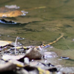 Aquatic Worms Facts (Limnodrilus hoffmeisteri) - Pond Informer