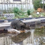 8 Heron Deterrents for Ponds (Best Methods) - Pond Informer