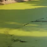 How to Fix Smelly Pond Water (5 Easy Steps) - Pond Informer