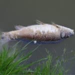 How to Fix Smelly Pond Water (5 Easy Steps) - Pond Informer