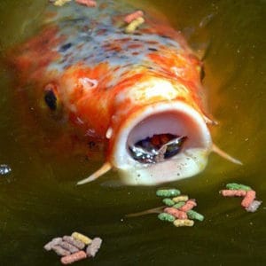 Why Are My Pond Fish Hiding? (6 Reasons) - Pond Informer