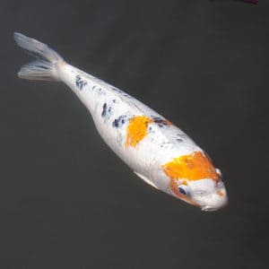 Koi Stress Treatment Guide (Lowering Stress Tips) - Pond Informer