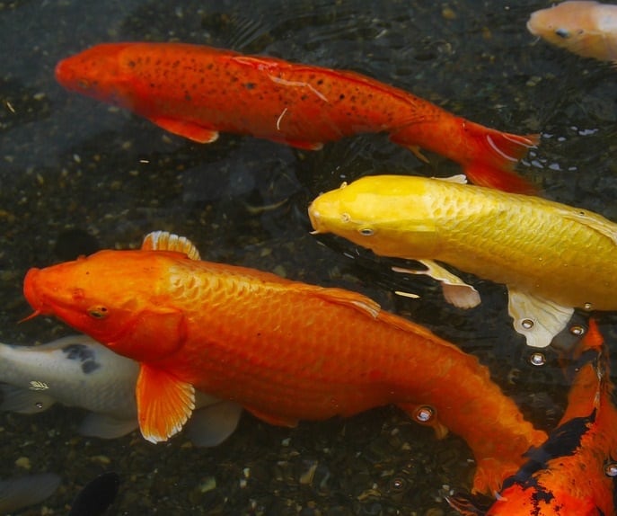 Koi Stress Treatment Guide (Lowering Stress Tips) - Pond Informer