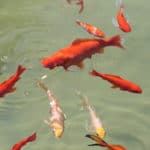 Do Koi Have Teeth to Bite? (Explained) - Pond Informer
