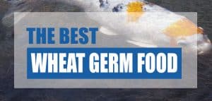 The Best Wheat Germ Koi Food 2023 (Nutrition Analysis & Reviews) - Pond ...