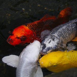 Why Is My Koi Pond Foamy? (And How to Fix it) - Pond Informer