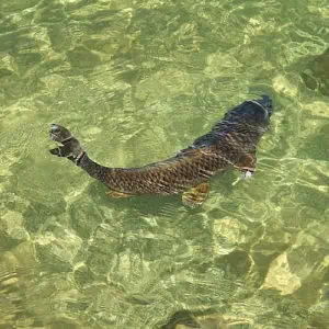 How to Treat Dropsy in Koi Carp (5 Steps) - Pond Informer