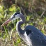 How to Treat Dropsy in Koi Carp (5 Steps) - Pond Informer