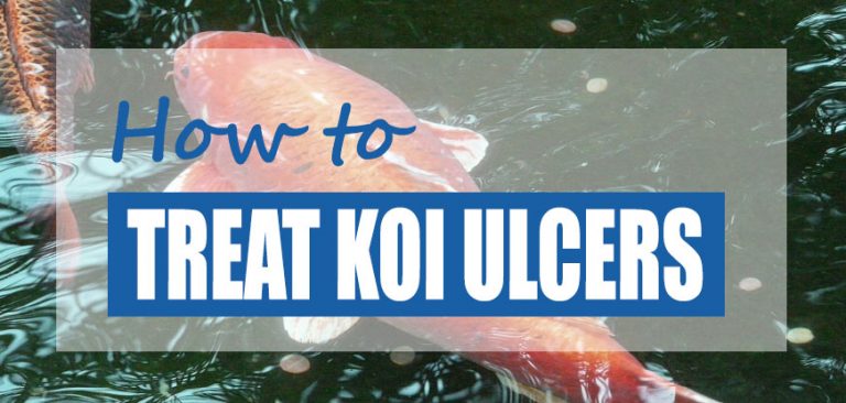 Koi Carp Ulcer Treatment Guide (Safe Methods) - Pond Informer