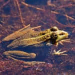 Why is My Pond Water Red in Color (And How to Fix it) - Pond Informer