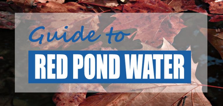 Why is My Pond Water Red in Color (And How to Fix it) - Pond Informer