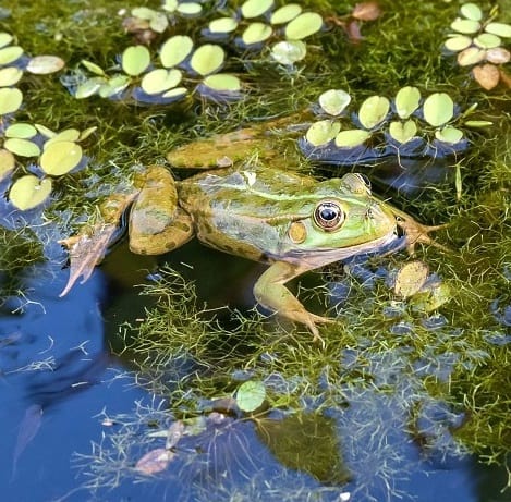 How to Attract Rane to Your Garden Pond ( Easy & Natural Tips) - Stagno ...