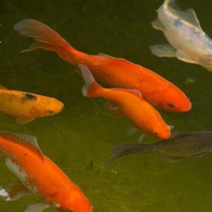 Koi vs Goldfish - Which Fish Is Right for My Pond? (Main Differences ...