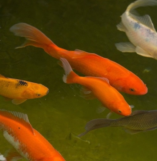 Koi vs Goldfish - Which Fish Is Right for My Pond? (Main Differences ...