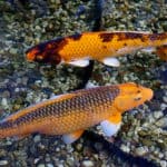 Koi vs Goldfish - Which Fish Is Right for My Pond? (Main Differences ...