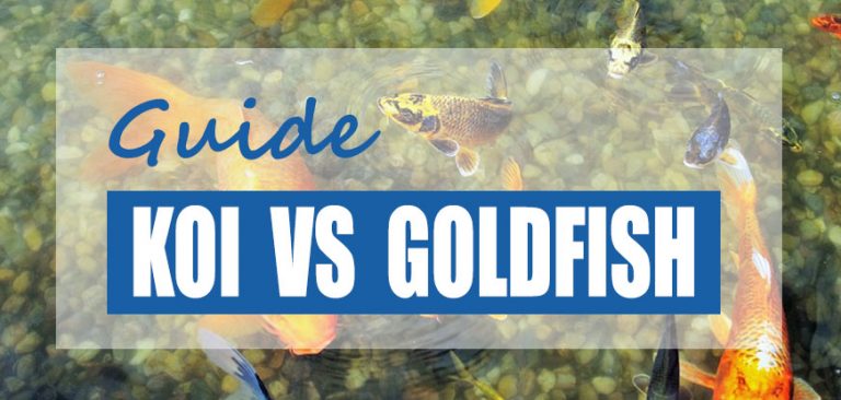 Koi vs Goldfish - Which Fish Is Right for My Pond? (Main Differences ...