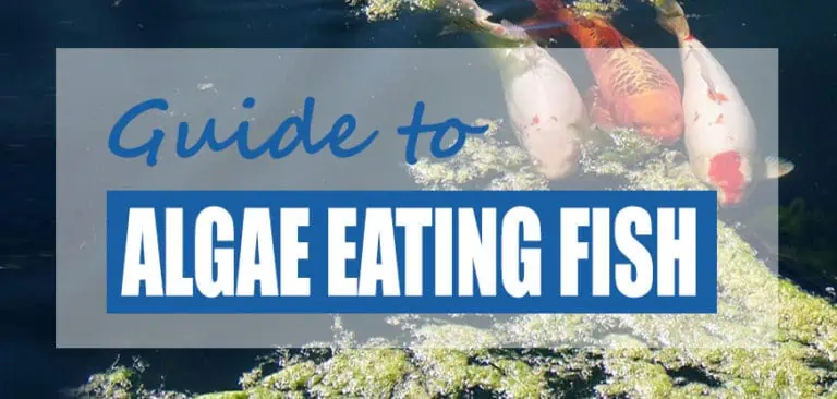 List of Pond Fish That Eat Algae (Top Pond Algae Eaters) - Pond Informer