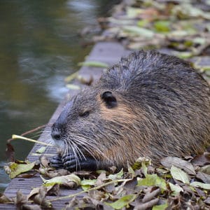 8 Ways to Get Rid of Muskrats (Humane Methods) - Pond Informer