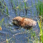 8 Ways to Get Rid of Muskrats (Humane Methods) - Pond Informer