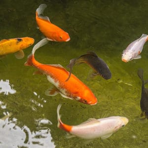 How Long Do Goldfish Live? (Lifespan of Goldfish) - Pond Informer