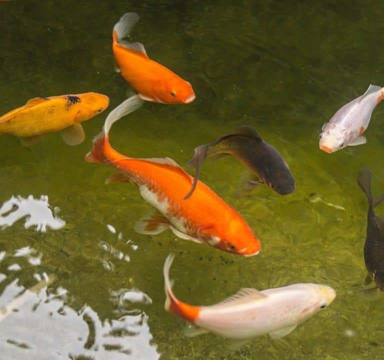 How Long Do Goldfish Live? (Lifespan of Goldfish) - Pond Informer
