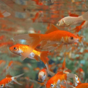How Long Do Goldfish Live? (Lifespan of Goldfish) - Pond Informer