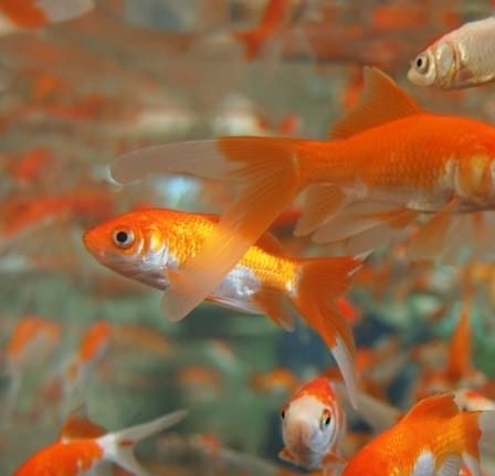 How Long Do Goldfish Live? (Lifespan of Goldfish) - Pond Informer