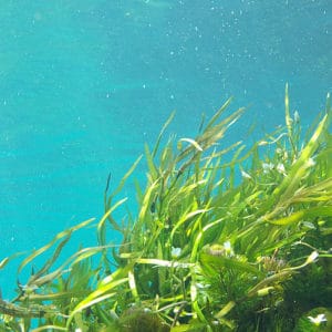 Guide to Different Types of Pond Algae (With Pictures) - Pond Informer