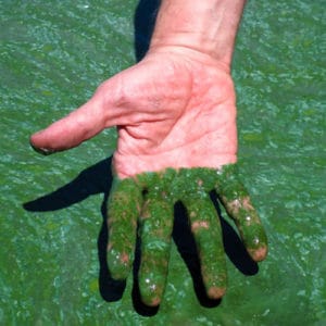 Guide to Different Types of Pond Algae (With Pictures) - Pond Informer