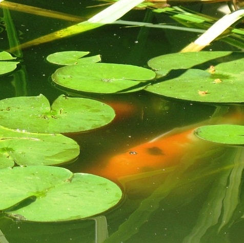 Guide to Different Types of Pond Algae (With Pictures) - Pond Informer