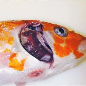 How To Treat Koi Sleepy Disease (Carp Edema Virus) - Pond Informer