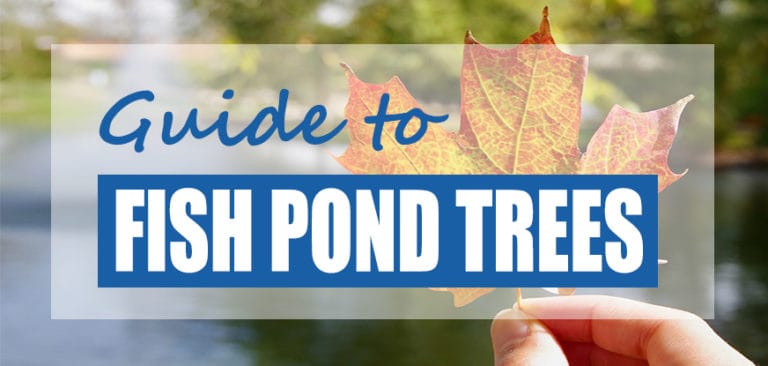 Best Trees to Plant Near Ponds (Koi Pond Trees) - Pond Informer