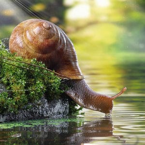 Golden Orfe Facts & Care Guide (What Are Orfe?) - Pond Informer