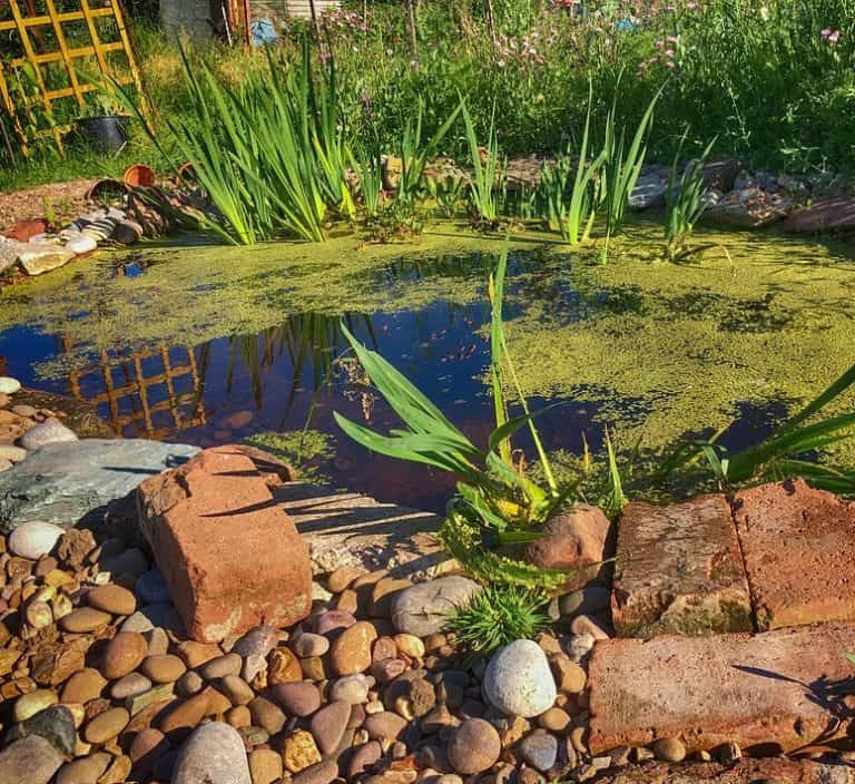 Guide to Different Types of Pond (Natural & Man-made) - Pond Informer