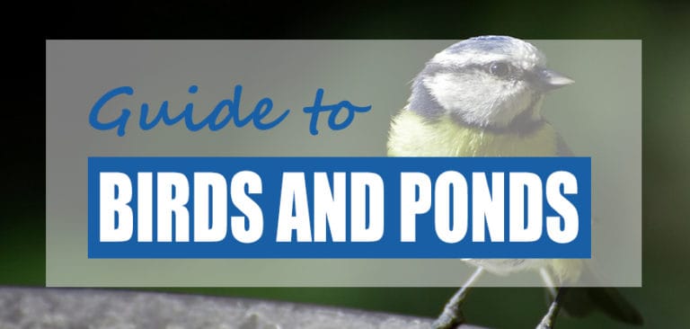 How To Create A Pond For Birds (8 Attraction Tips) - Pond Informer