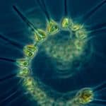 7 Types of Bacteria & Microorganisms In Pond Water - Pond Informer