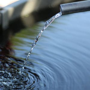 Why Are My Pond Fish Dying in Hot Weather? (How To Prevent It) - Pond ...