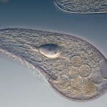 7 Types of Bacteria & Microorganisms In Pond Water - Pond Informer