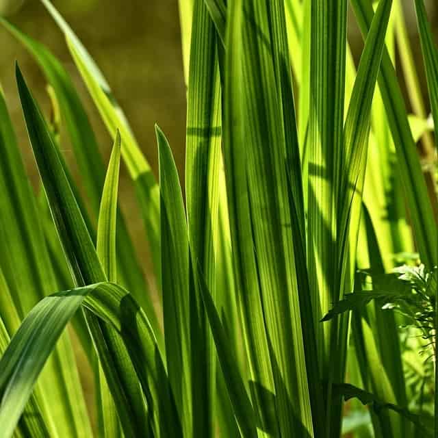 The Best Bog & Marginal Pond Plants (Top Filter Plants) - Pond Informer