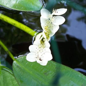 The Best Deep Water Pond Plants (List of Deep Growers) - Pond Informer