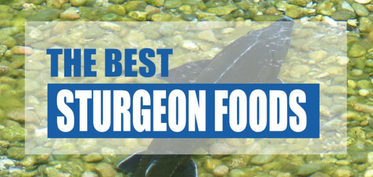 The Best Sturgeon Fish Food 2023 (Nutrition & Reviews) - Pond Informer