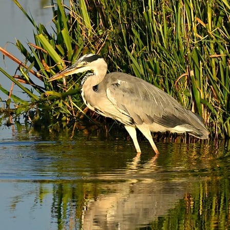 The Most Dangerous Koi & Goldfish Predators (Protection Methods) - Pond ...